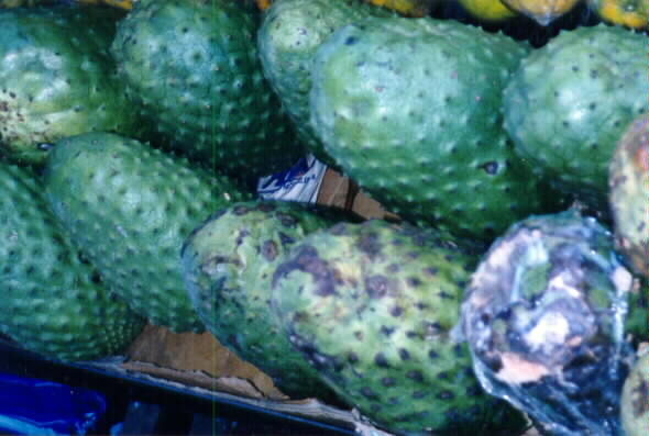 Dino's Panama Photos - Pictures of Panama and the Canal Zone. #2